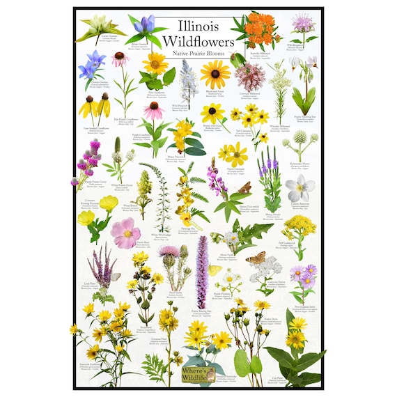 Native Wildflowers Of Illinois 15 Native Plants For Illinois