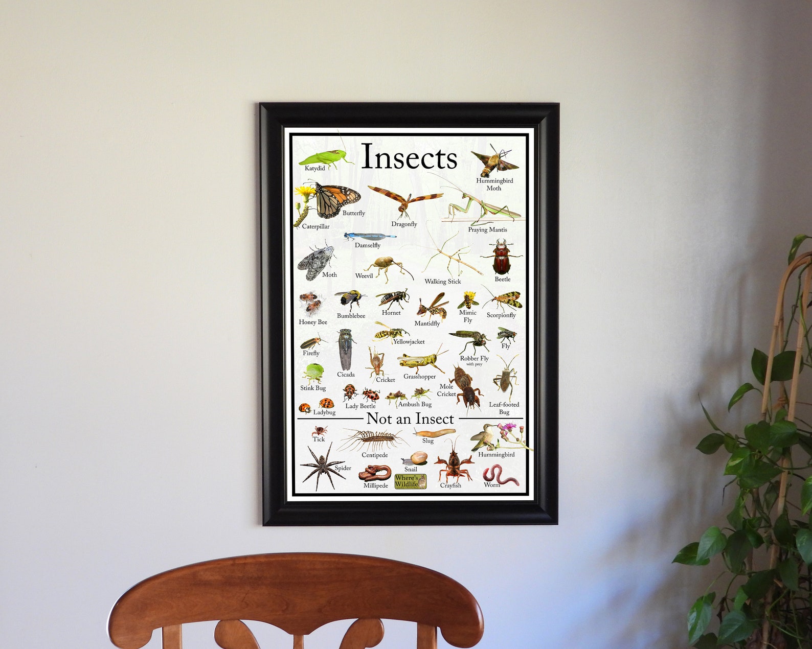 Insects Field Guide Educational Nature Print / Insect ID Collection ...