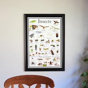 Insects Field Guide Poster: North American Wildlife ID Print - Etsy