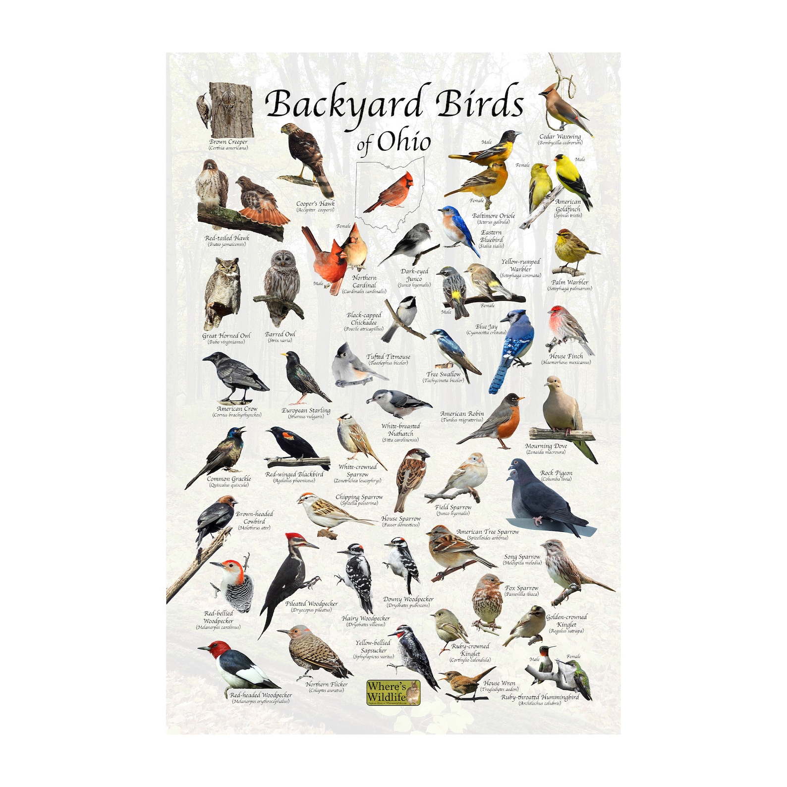 Birds of Ohio Backyard Birding Identification Picture Print/ - Etsy