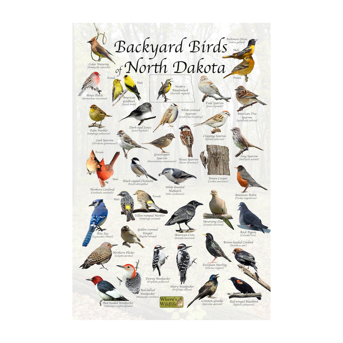 Backyard Birds Of North Dakota Bird Identification Poster Bird Field