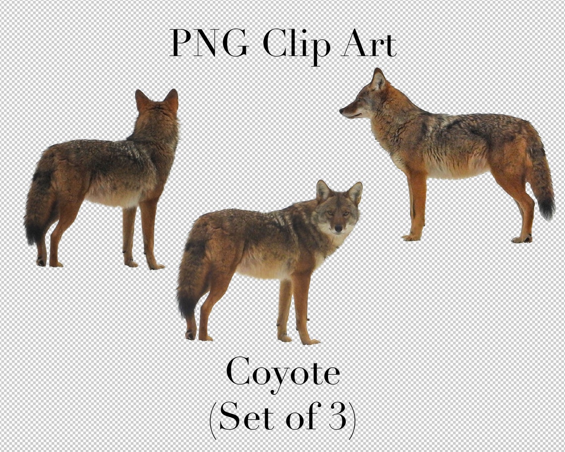 Posing Coyote Animal Clip Art set of 3 PNG Clipart With - Etsy