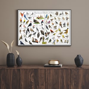 Backyard Birds of Ohio Bird Identification Poster Divided Into Year ...