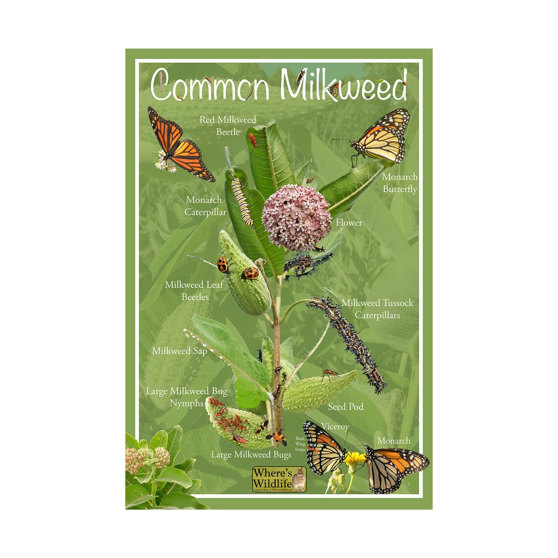Common Milkweed Nature Poster / Fun Educational Poster Plant | Etsy