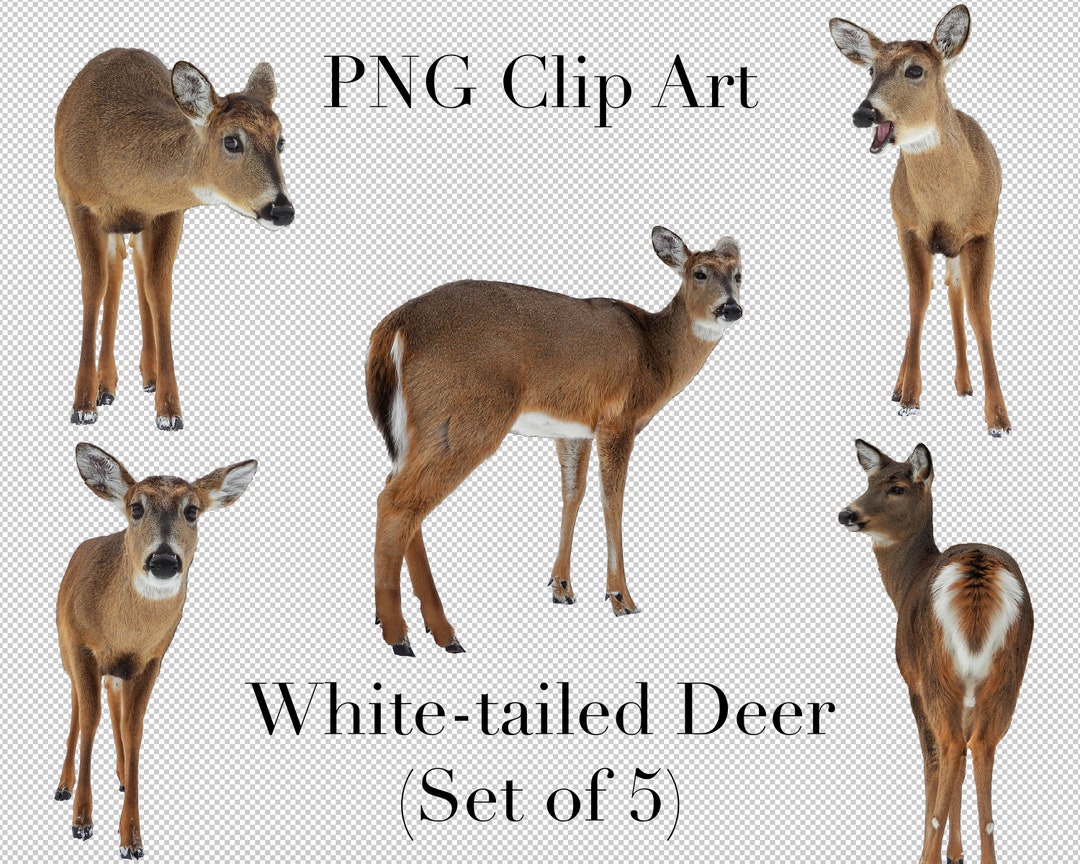 White Tailed Deer Animal Clip Art (set of 5) PNG Clipart With ...