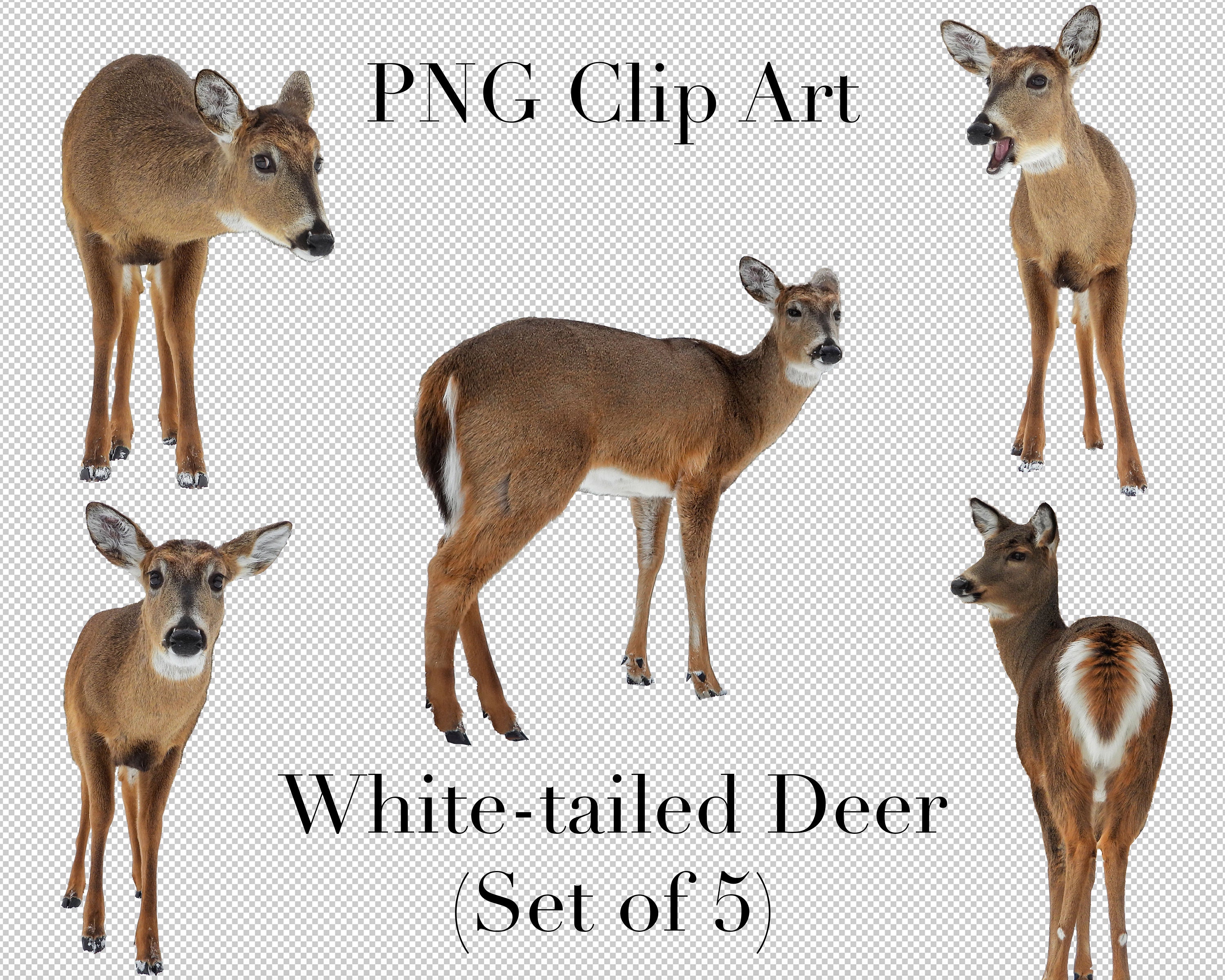 White Tailed Deer Animal Clip Art set of 5 PNG Clipart With | Etsy
