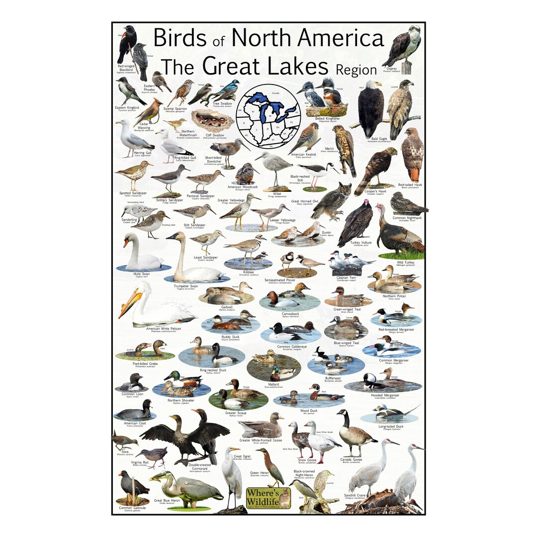 Birds of North America the Great Lakes Region Shorebird and Waterfowl ...