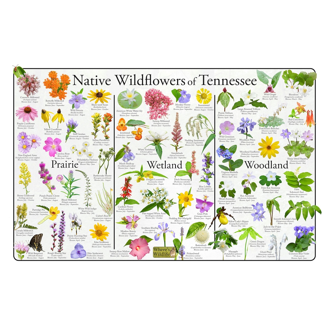 Native Wildflowers of Tennessee Flower Identification Poster Divided ...