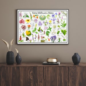 Native Wildflowers of Maine Flower Identification Poster / Maine Flower ...