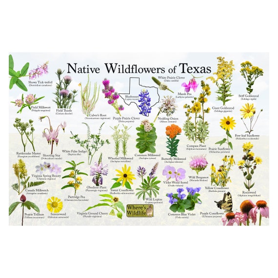 Native Wildflowers of Texas / State Flower Field Guide / - Etsy