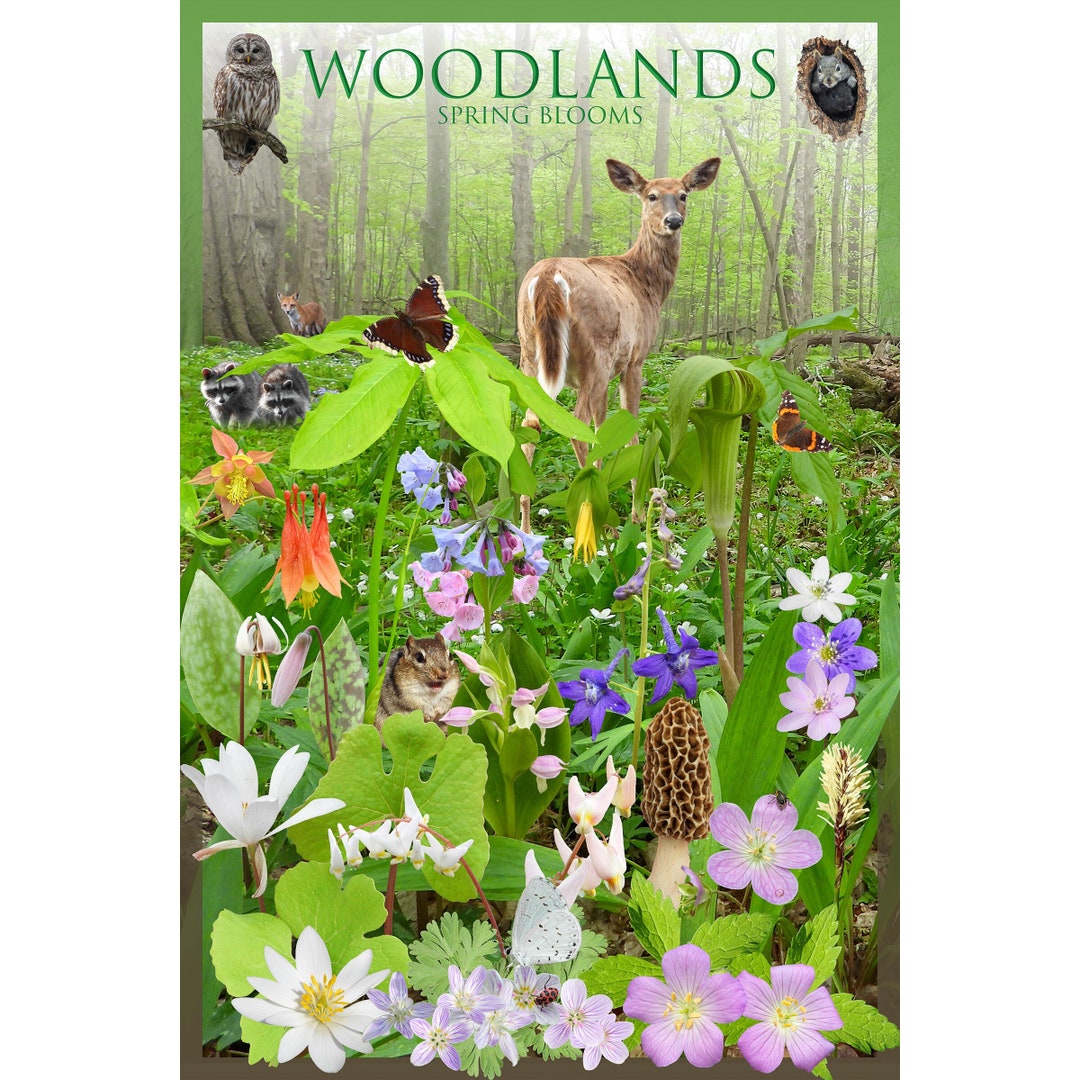 Woodlands Spring Blooms Nature Poster - Native Spring Flowers of ...