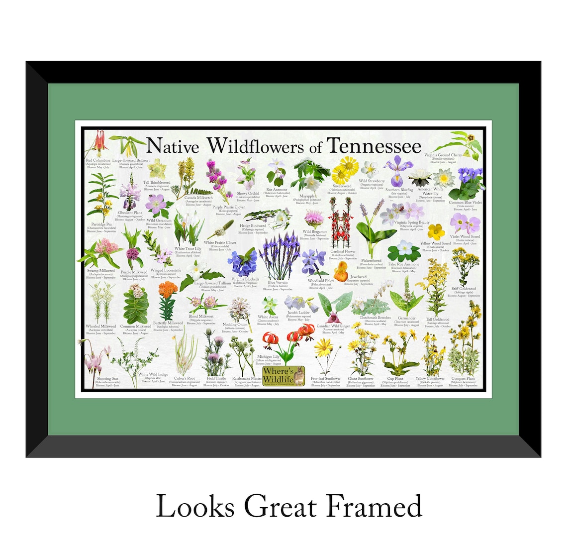 Native Wildflowers of Tennessee / State Flower Field Guide Poster ...