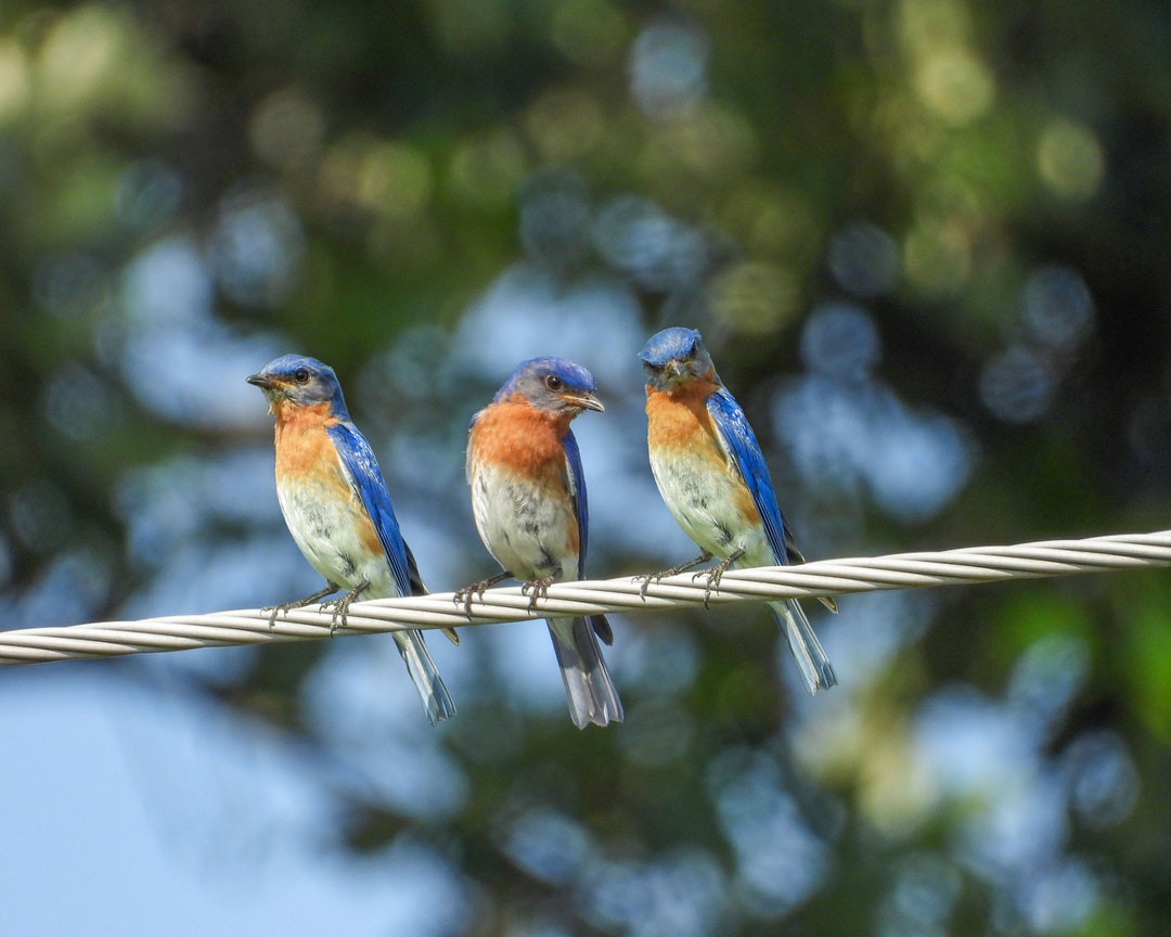 Eastern Bluebirds Perched on a Wire Nature Picture Print / North ...