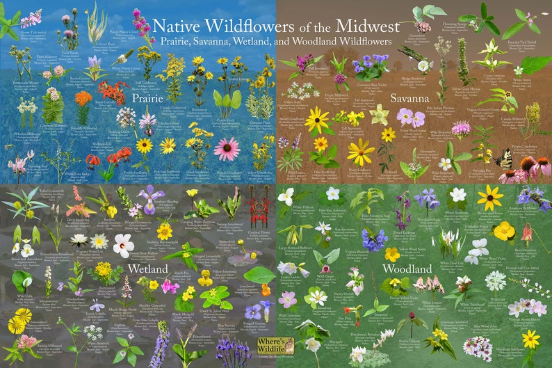 Native Wildflowers of the Midwest / Plant and Flower - Etsy