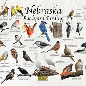 Birds of Nebraska Backyard Birding Identification Picture Print / Great ...