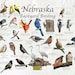 Birds of Nebraska Backyard Birding Identification Picture Print / Great ...