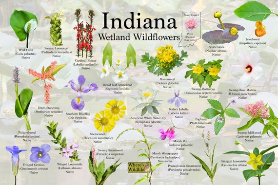 Wetland Wildflowers of Indiana / State Flower Guide Providing - Etsy