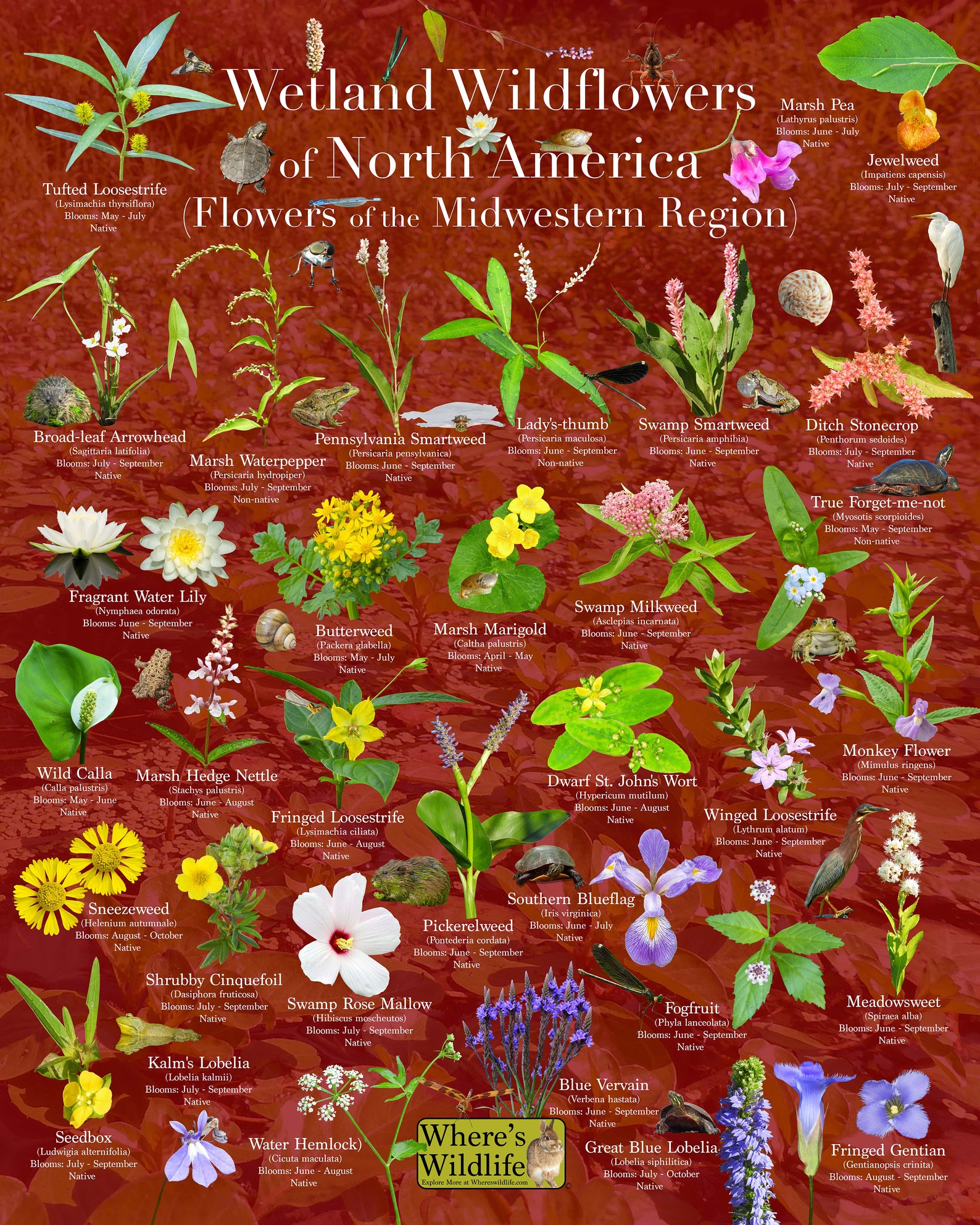 Where's Wildlife Presents Wetland Wildflowers of North America ...