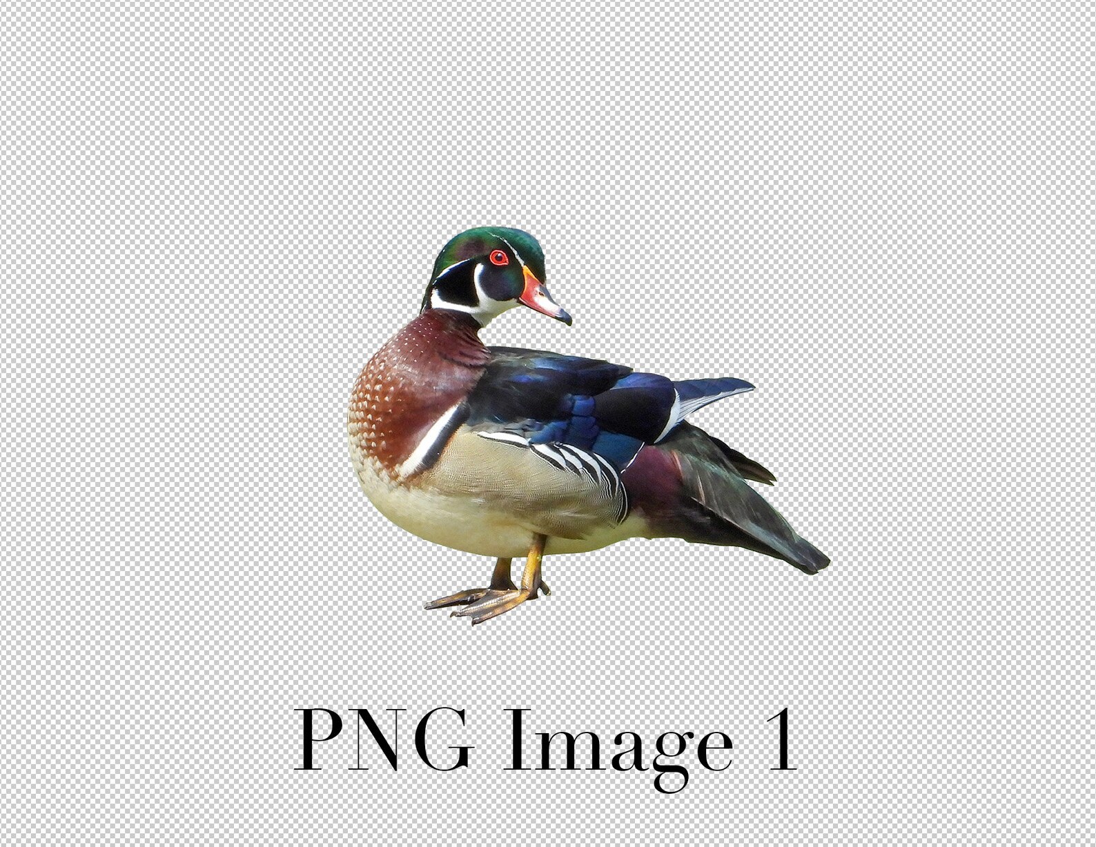 Wood Duck (set of 5) PNG Clipart With Transparent Background Photoshop ...