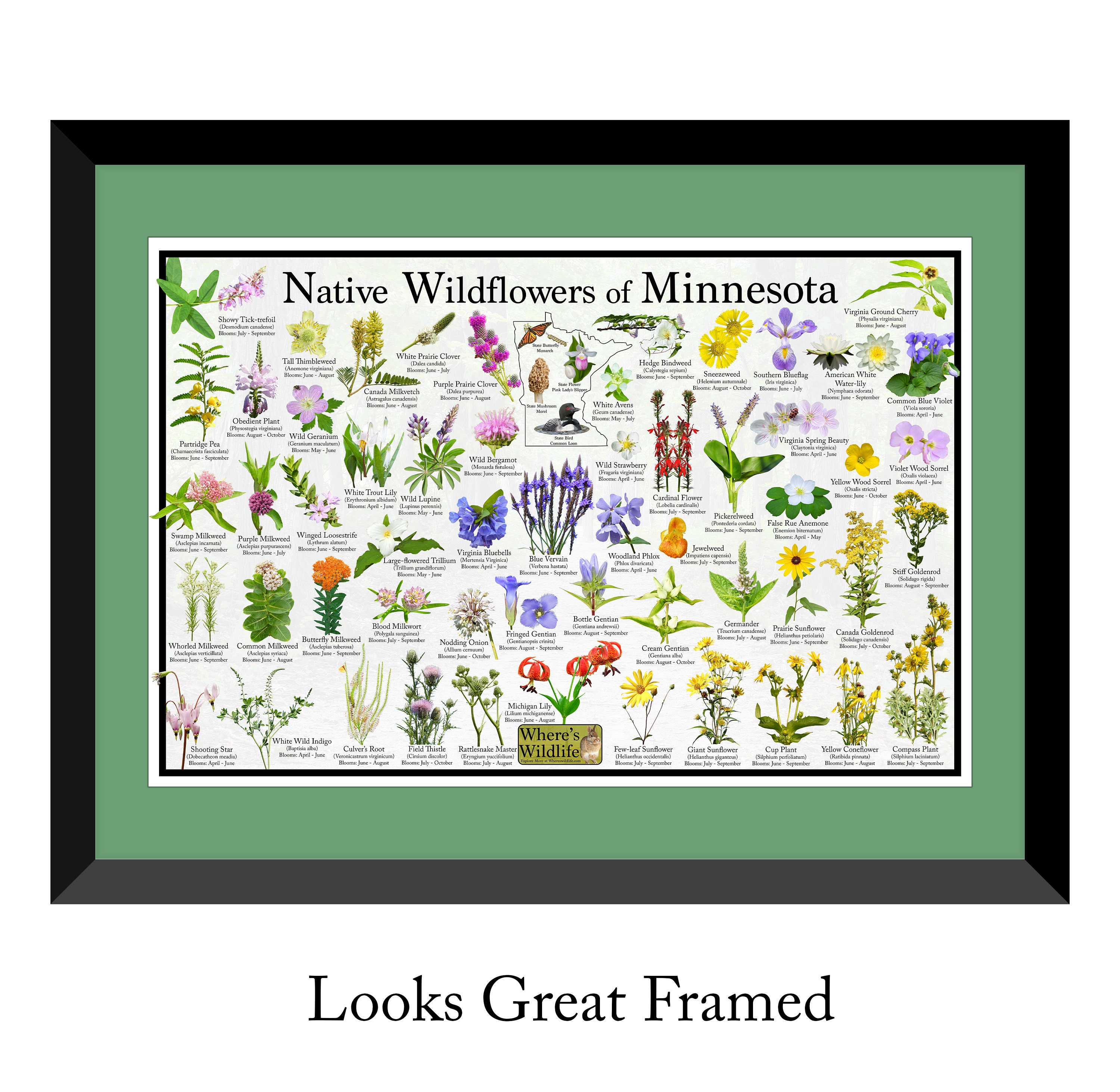 Native Wildflowers of Minnesota / State Flower Field Guide Providing ...