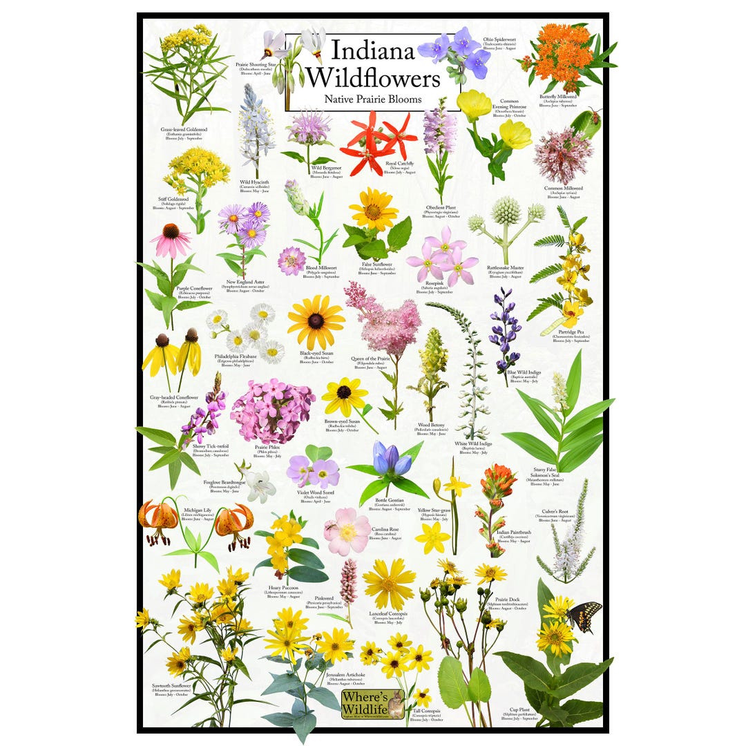 Indiana Wildflowers - Native Prairie Blooms Poster | Indiana's Prairie ...