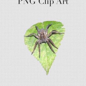 Creepy Crawly Spiders Clip Art (set of 5) PNG Clipart With Transparent ...