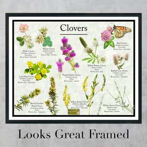 Clover Flower Field Guide / North American Clover Identification ...