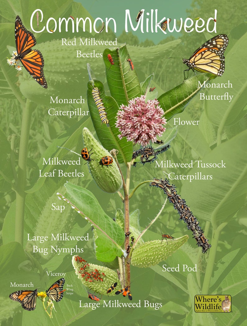 Common Milkweed Poster With Fun & Educational Pictures. Insect - Etsy