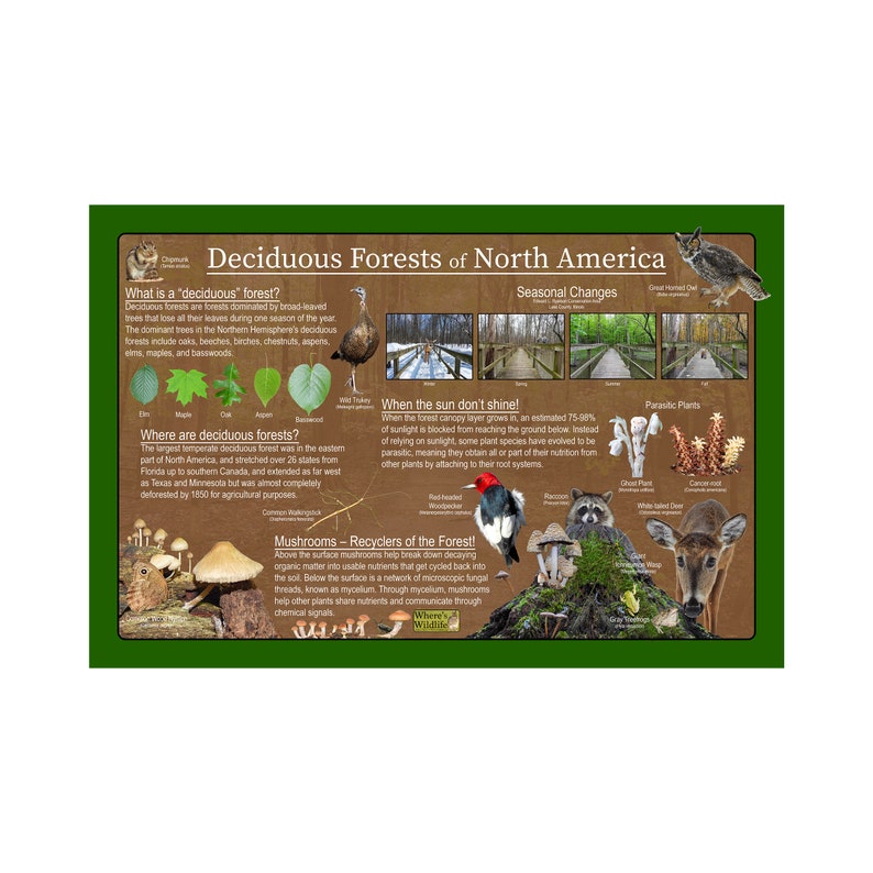 Deciduous Forests of North America Educational Nature Poster / Wildlife ...