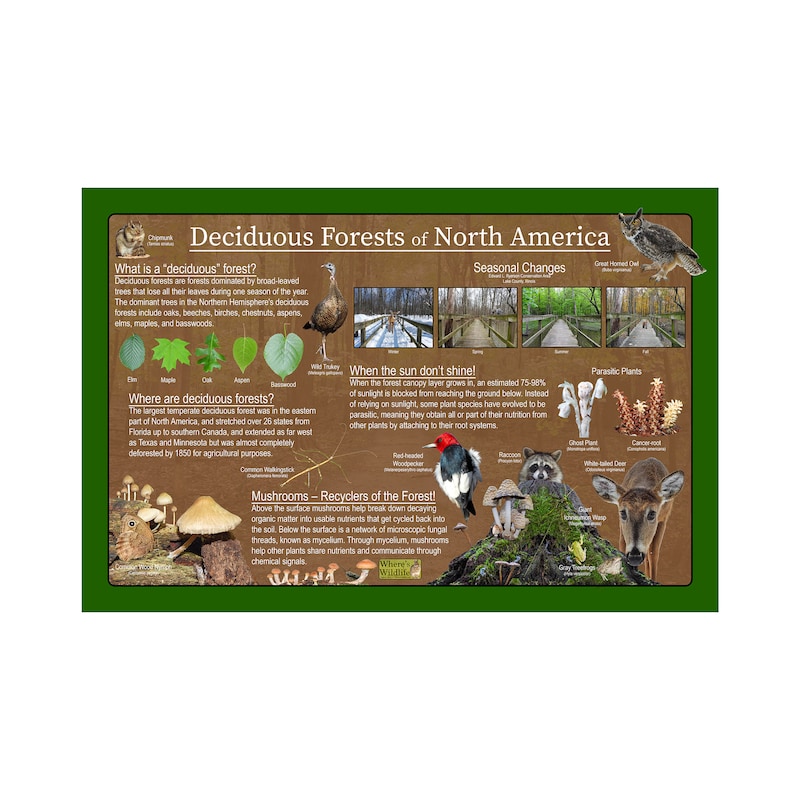 Nature Poster - Etsy