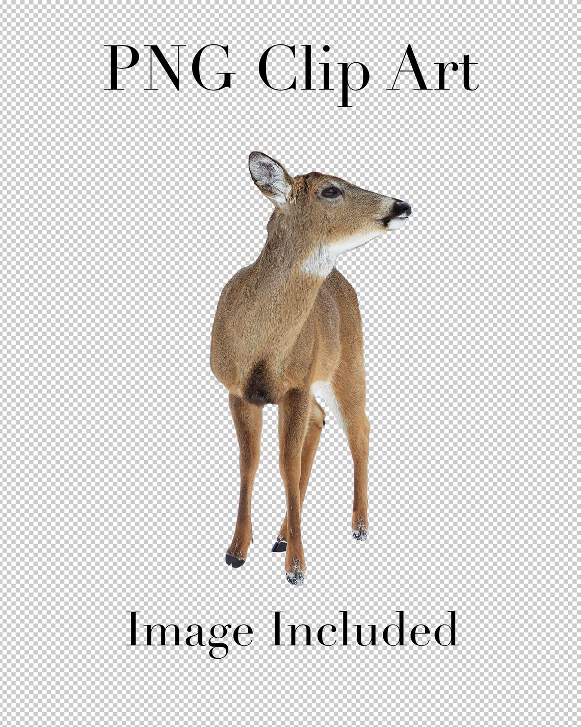White Tailed Deer Animal Clip Art set of 5 PNG Clipart With - Etsy
