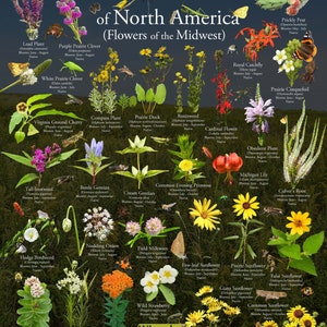 Native Prairie Wildflowers of North America flowers of the Midwestern ...