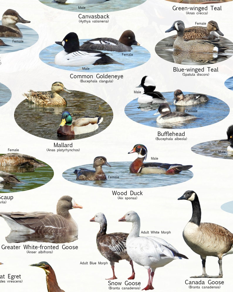 Birds of North America the Great Lakes Region Shorebird and Waterfowl ...