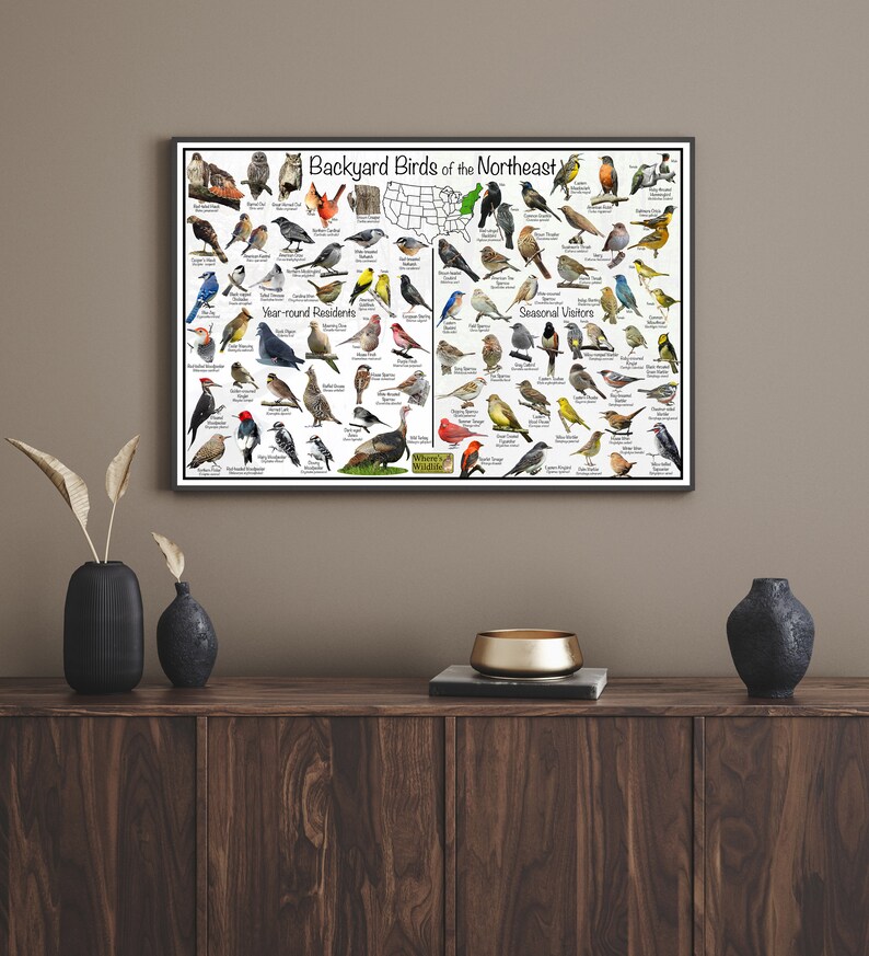Backyard Birds of the Northeast Bird Identification Poster - Etsy