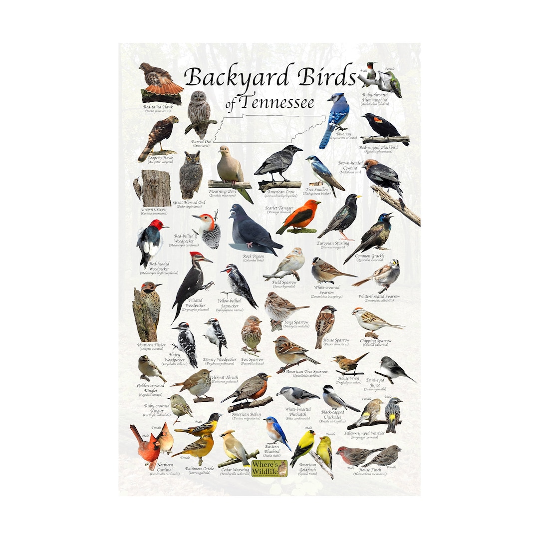 Backyard Birds of Tennessee Bird Identification Poster / Bird Field ...