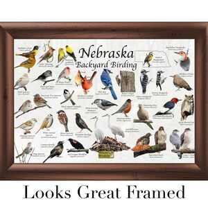 Birds of Nebraska Backyard Birding Identification Picture Print / Great ...