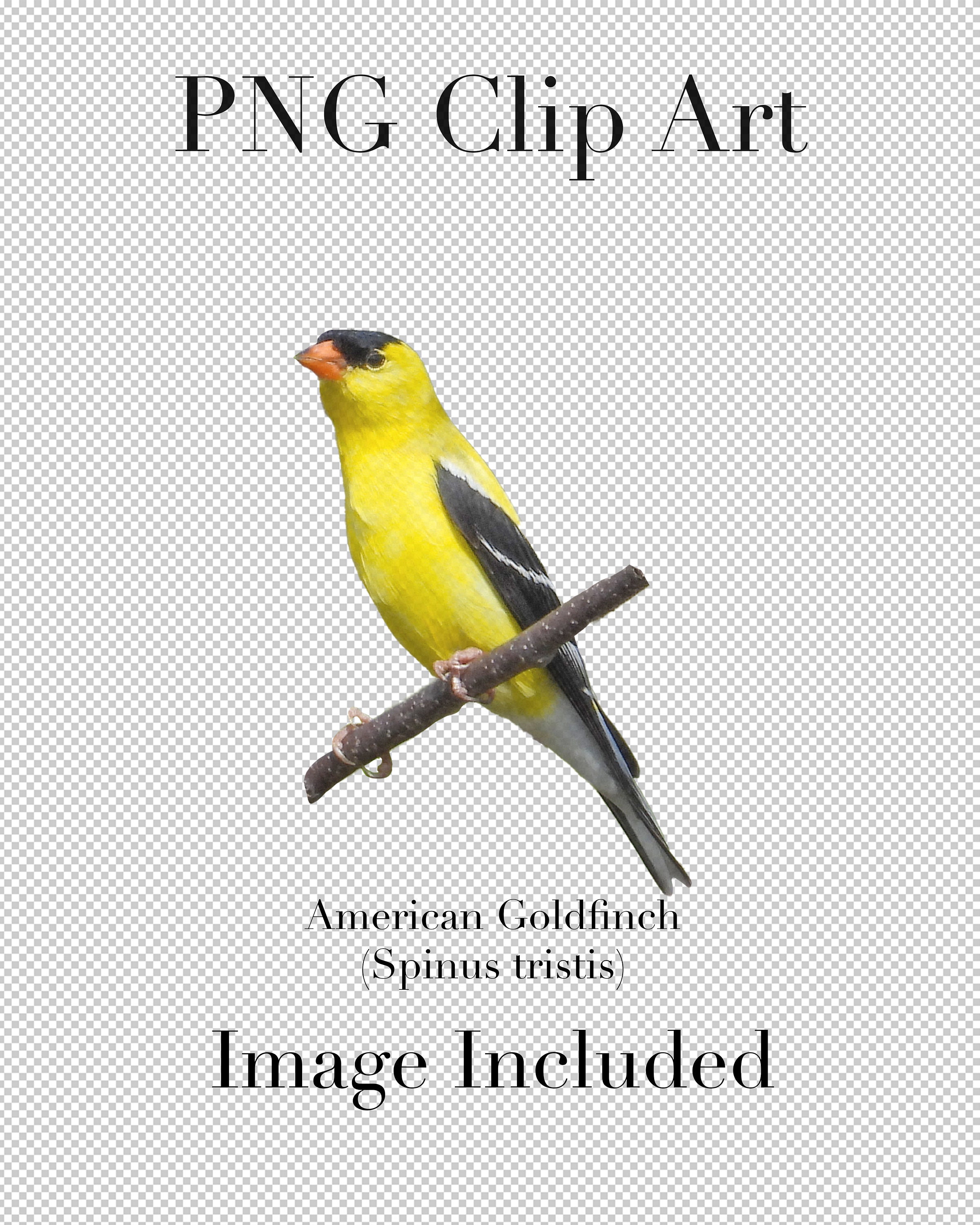 Yellow Birds Clipart