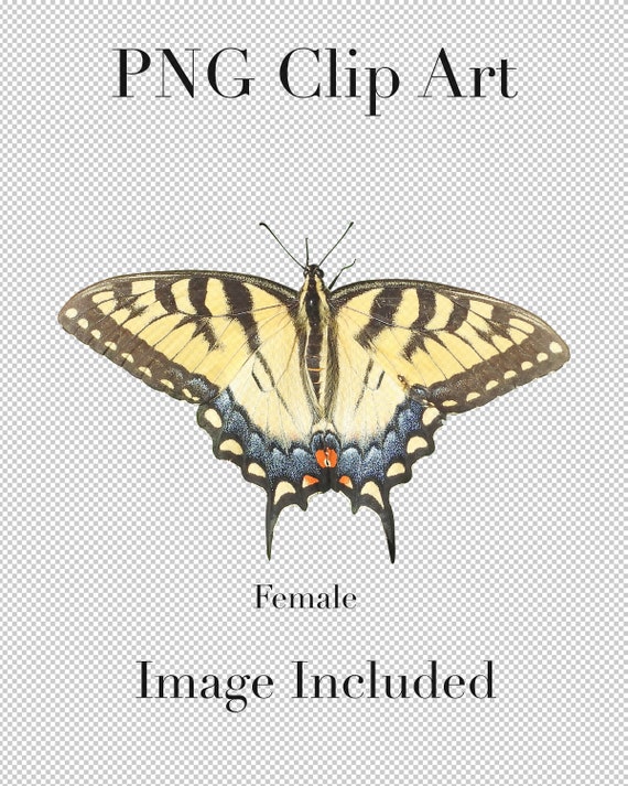 Eastern Tiger Swallowtail Butterfly Drawing