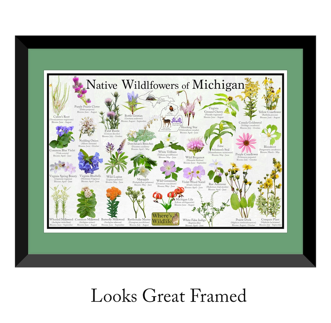 Native Wildflowers of Michigan / State Flower Field Guide Providing ...