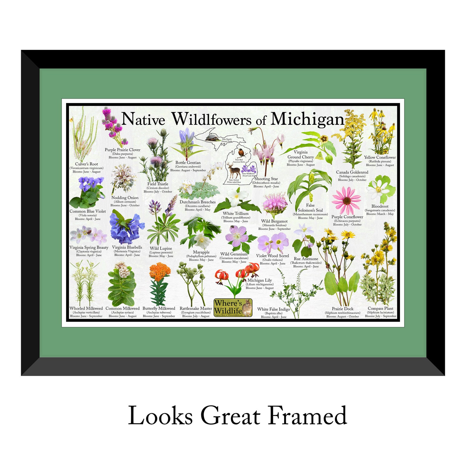 Native Wildflowers of Michigan / State Flower Field Guide - Etsy