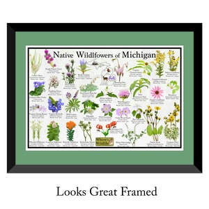 Native Wildflowers of Michigan / State Flower Field Guide Providing ...