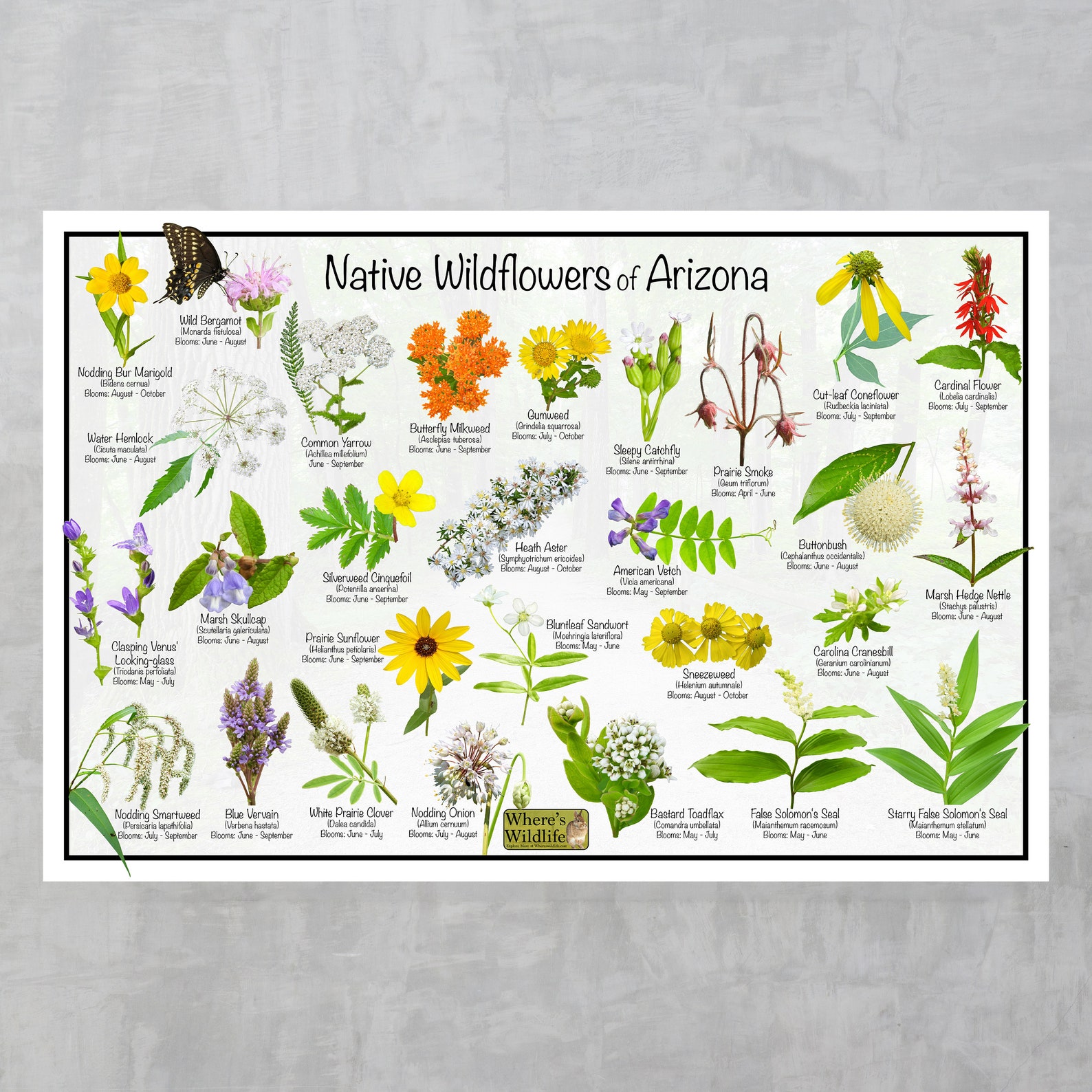 Native Wildflowers of Arizona Flower Identification Poster / State ...