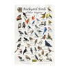 Backyard Birds of New York Bird Identification Poster / Bird Field ...