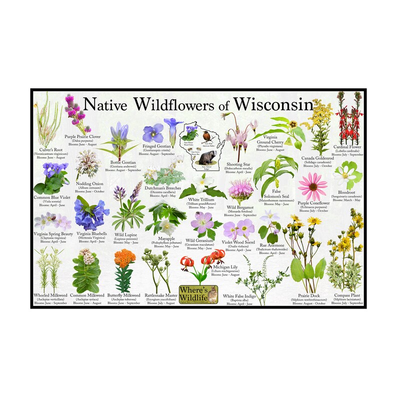 Native Wildflowers of Wisconsin / State Flower Field Guide - Etsy