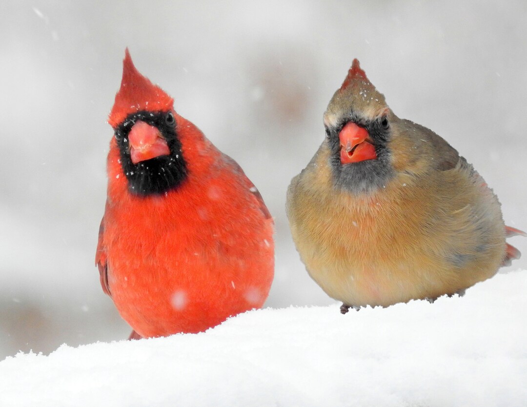 Northern Cardinal Bird Couple Instant Digital Download / Fun Colorful ...
