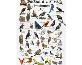 Washington State Birds Poster - Etsy