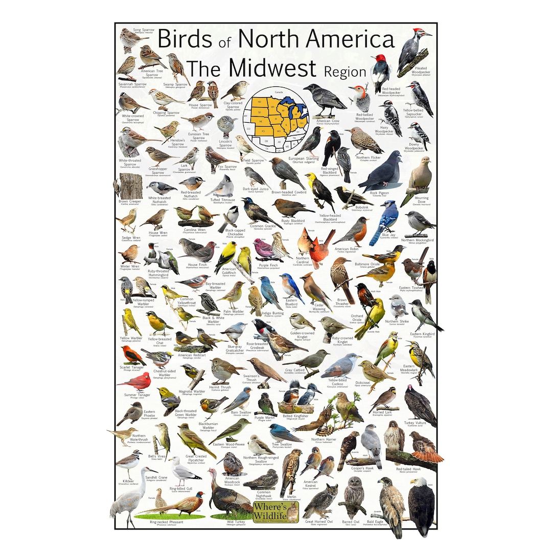 Birds of North America the Midwest Region - Provide 111 Bird ...