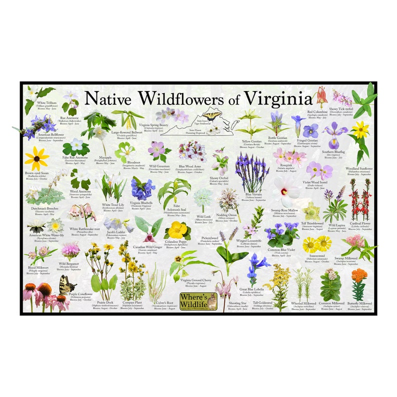 Native Wildflowers of Virginia / State Flower Field Guide - Etsy