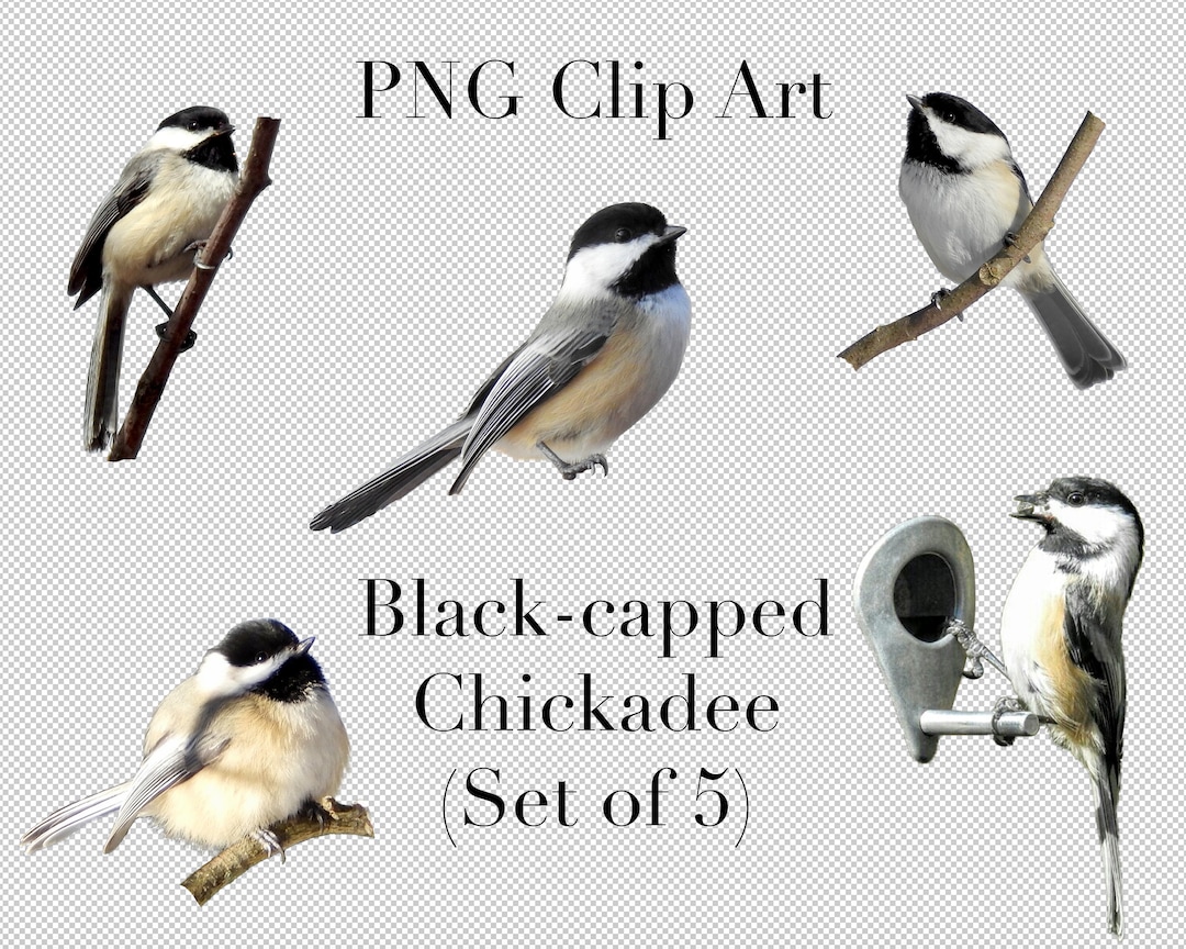 Black-capped Chickadee Bird Set of 5 PNG Clipart With Transparent ...