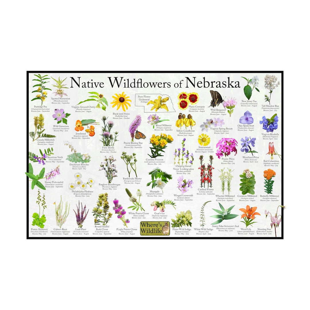 Native Wildflowers of Nebraska / State Flower Field Guide Poster ...
